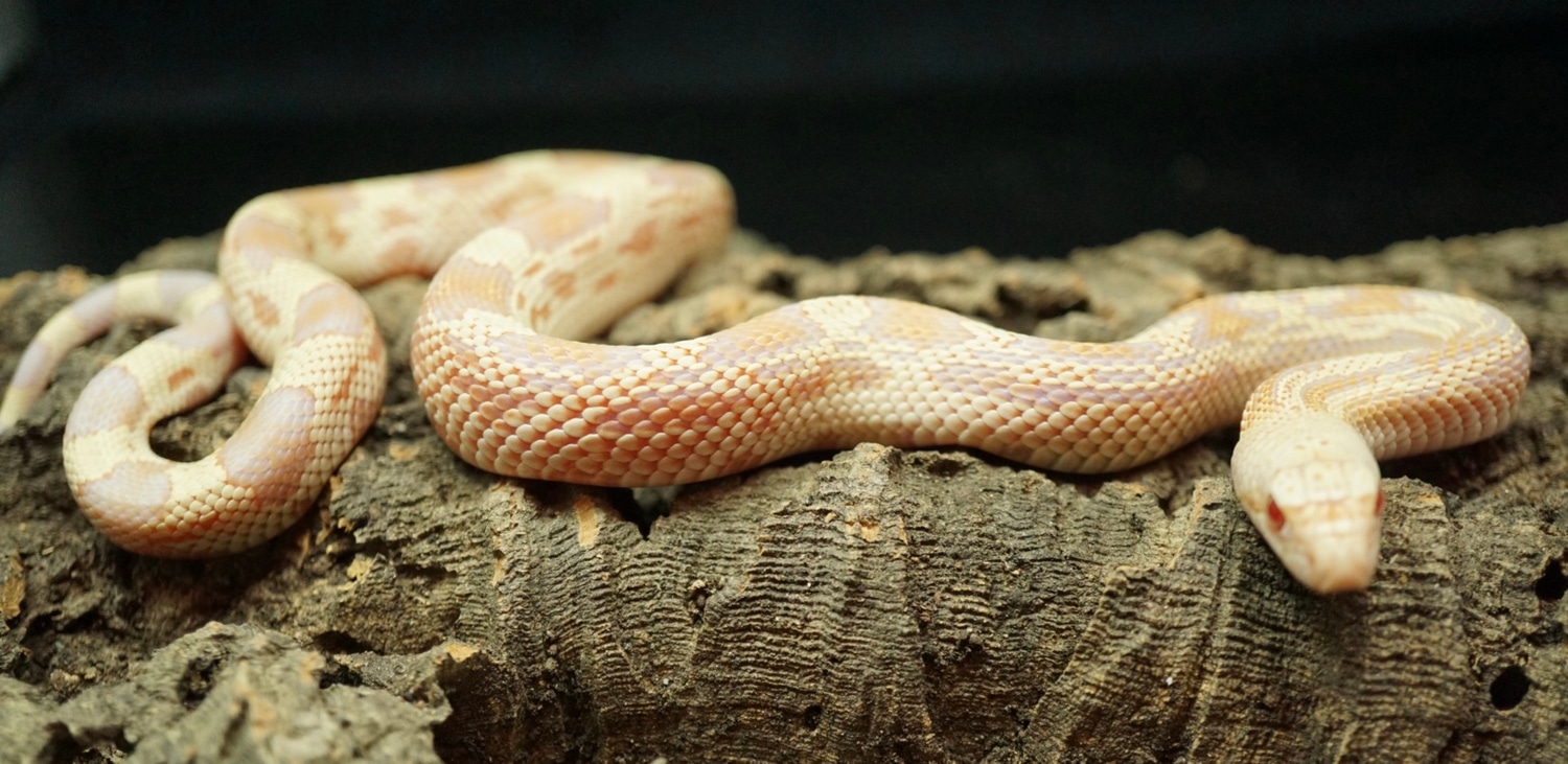 Albino Northern Pine Pine Snake by Major league exotic pets - MorphMarket