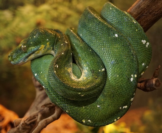 CBB Aru/Biak Cross Green Tree Python by Major league exotic pets