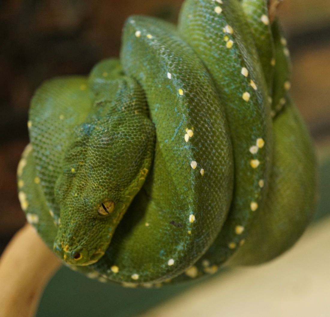 CBB Sorong Green Tree Python by Major league exotic pets - MorphMarket