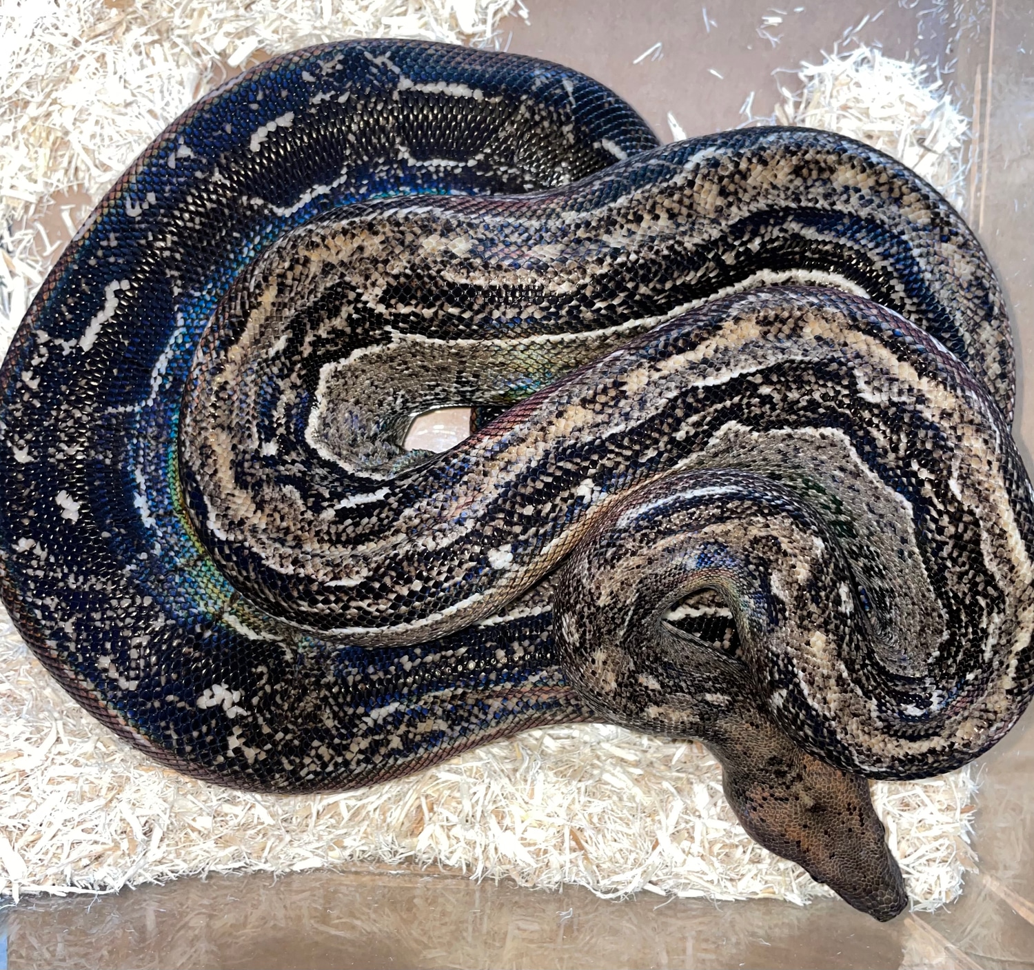 Beautiful Leopard Boas Boa Constrictor by Major league exotic pets ...