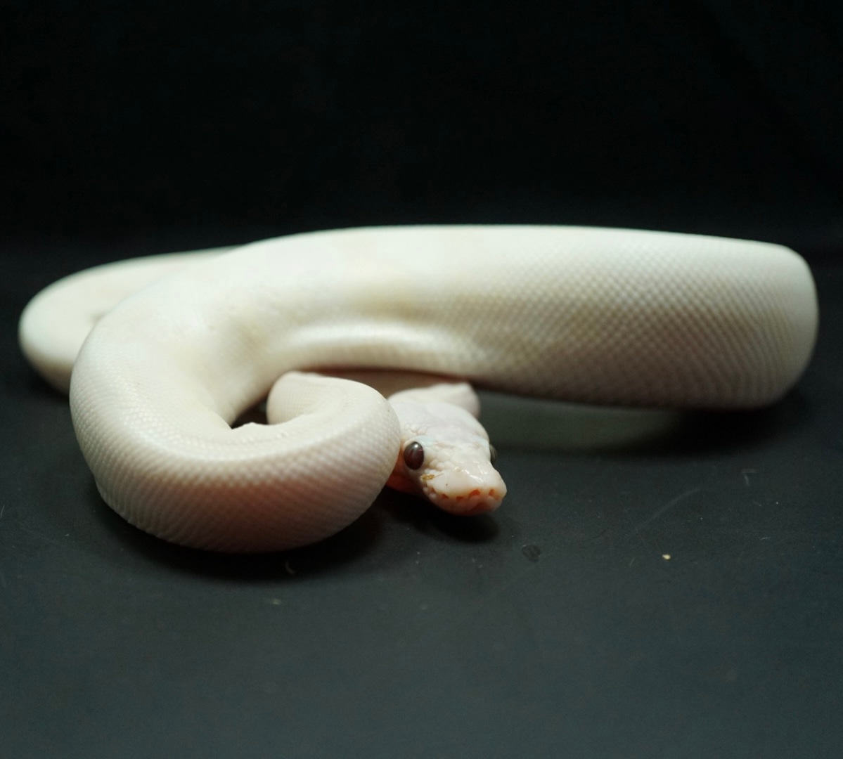 Blue Eyed Lucy Ball Python by Major league exotic pets - MorphMarket