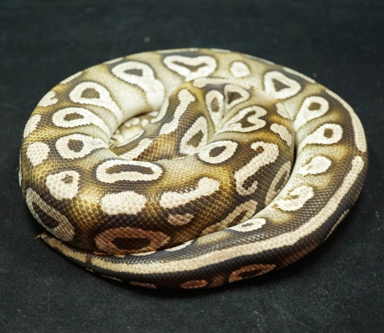 Mojave Odium Ball Python by Major league exotic pets