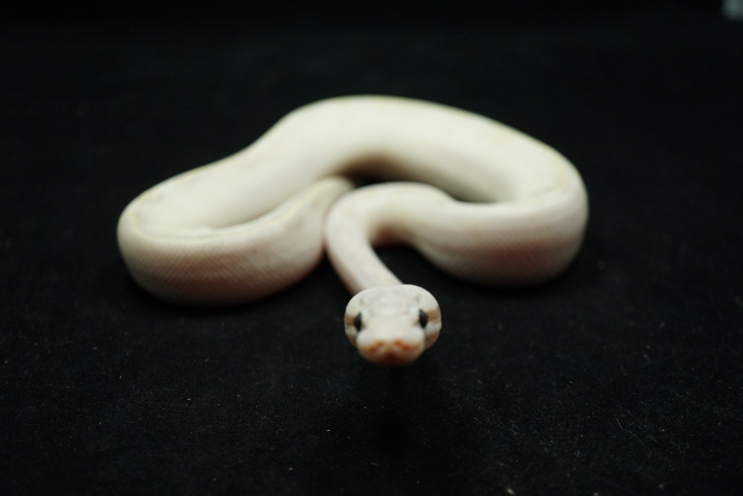 Pastel Ivory Ball Python by Major league exotic pets - MorphMarket