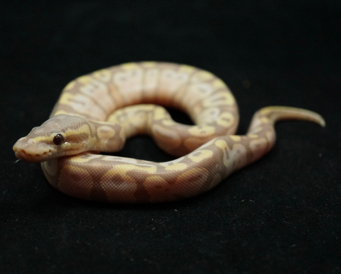 Pastel Babana Ghost Ball Python by Major league exotic pets - MorphMarket