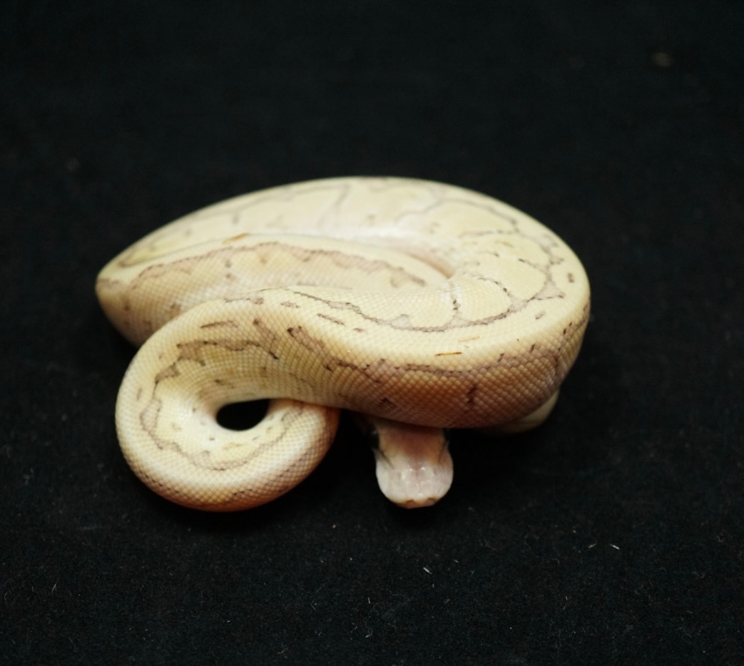 Lemonblast Lesser Fire Yellow Belly Ball Python by Major league exotic ...