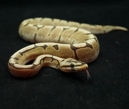 GHI Enchi Fire Spider Ball Python by Major league exotic pets - MorphMarket