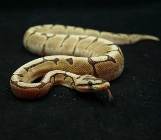 Enchi Fire Spider Ball Python by Major league exotic pets