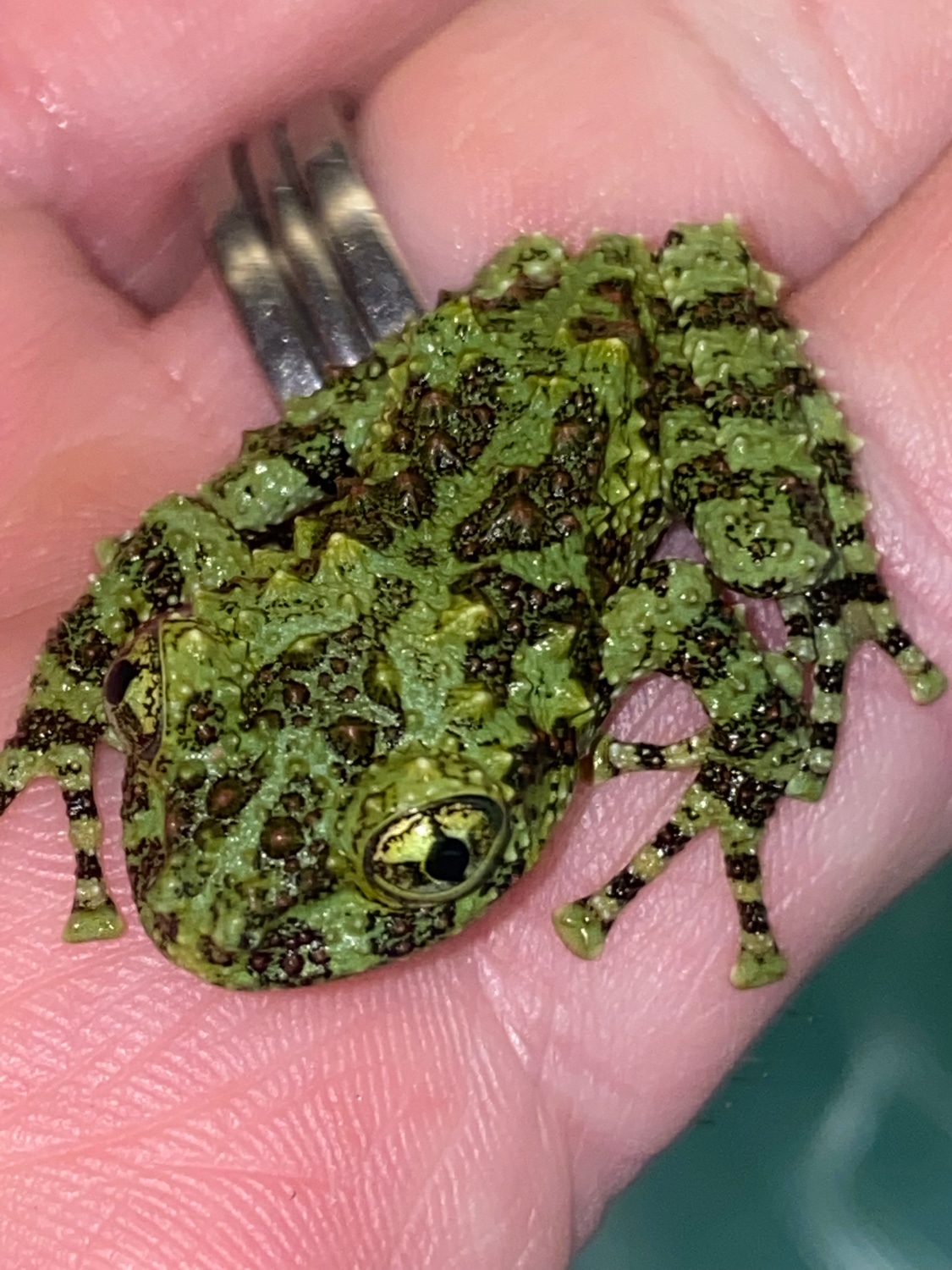 CB Mossy Frogs by Major league exotic pets - MorphMarket