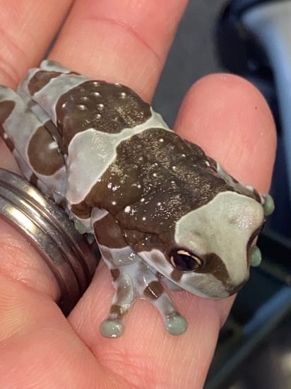CB 2"+ Amazonian Milk Frogs Other Tree Frog by Major league exotic pets