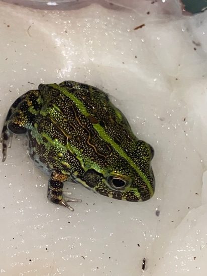 CB Giant African Bull Frogs (Pixies) Bullfrog by Major league exotic pets