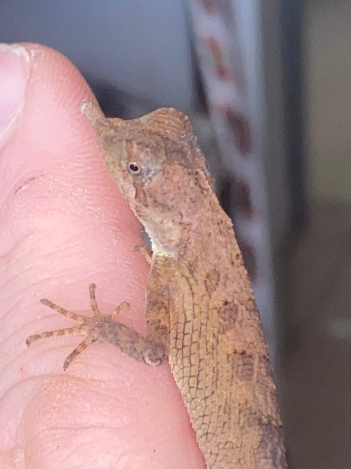 Captive Bred Sri Lanken Leaf Nose Lizards More Lizard by Major league ...