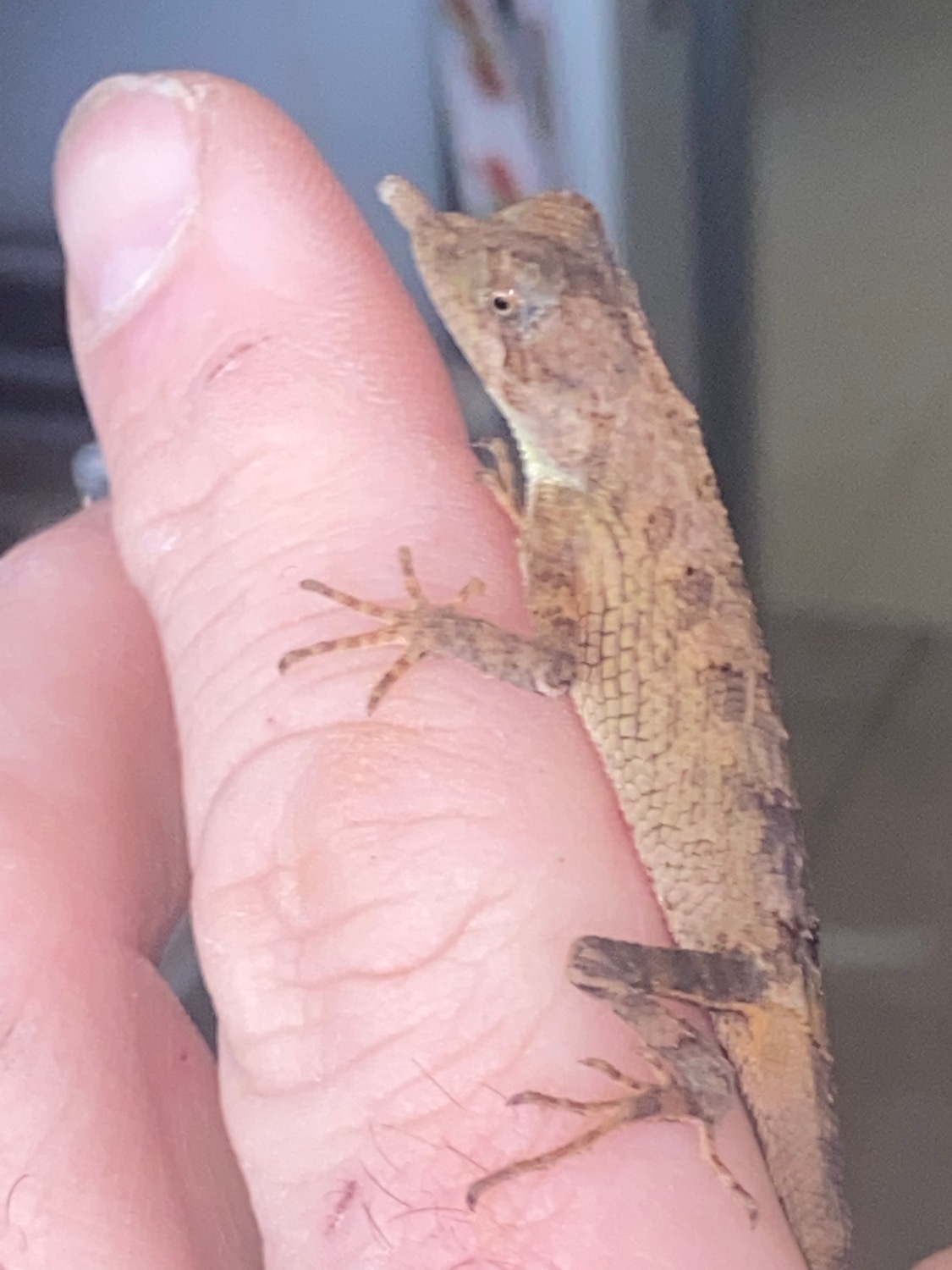 Captive Bred Sri Lanken Leaf Nose Lizards Other Lizard by Major league exotic pets - MorphMarket