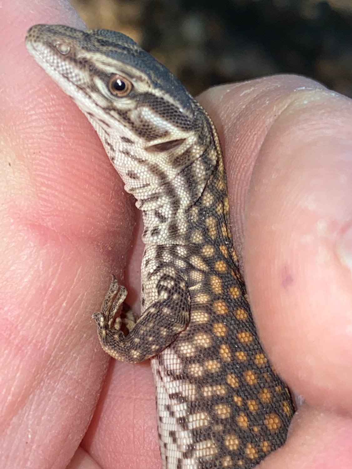 German Bloodline Red Ackies Spiny-Tailed Monitor by Major league exotic ...