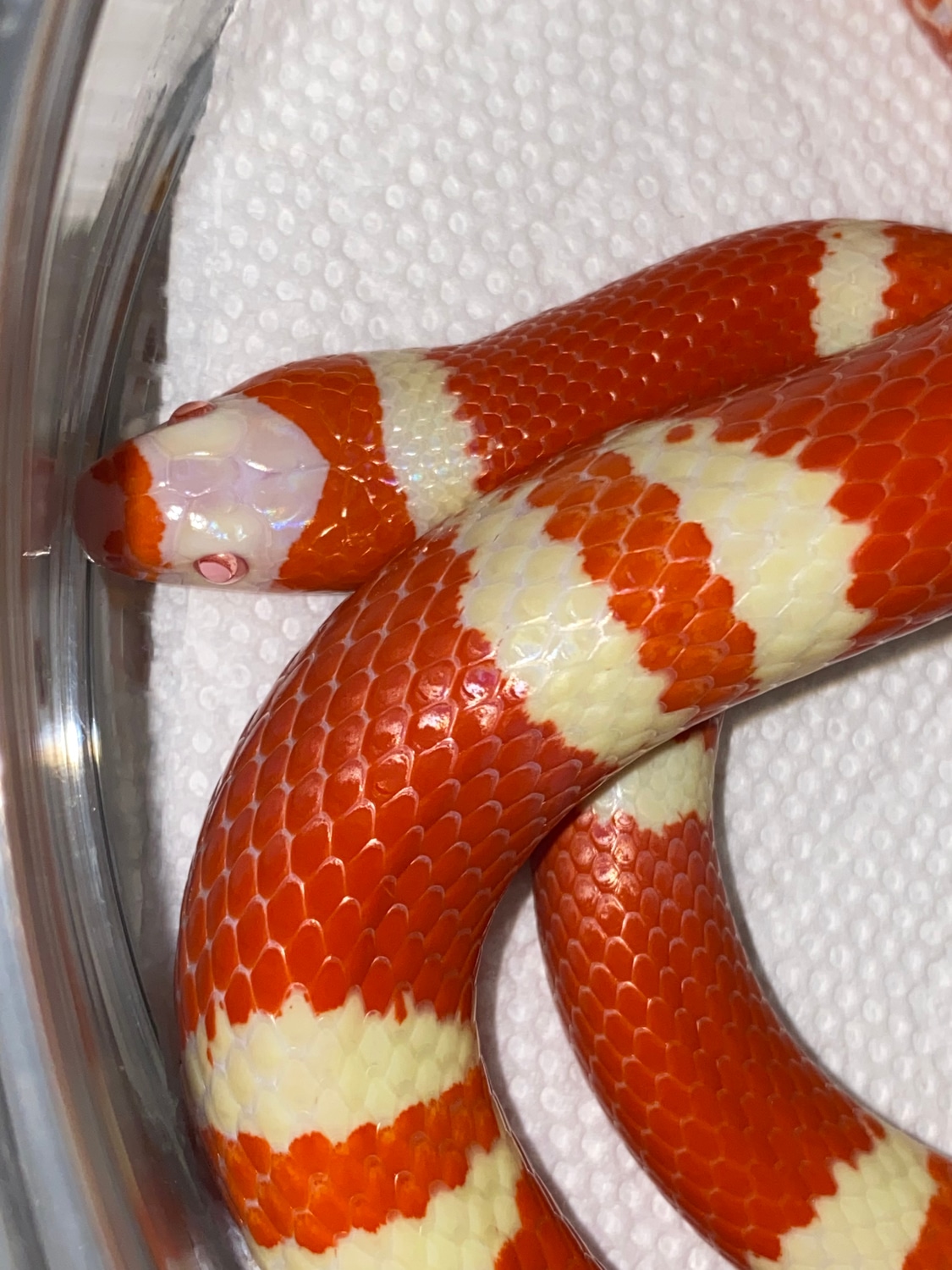 Albino Tangerine Milk Snakes Honduran Milk Snake by Major league exotic ...