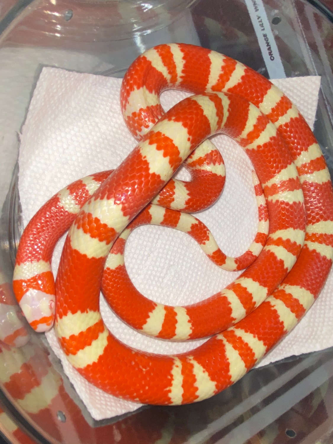 Albino Tangerine Milk Snakes Honduran Milk Snake by Major league exotic ...
