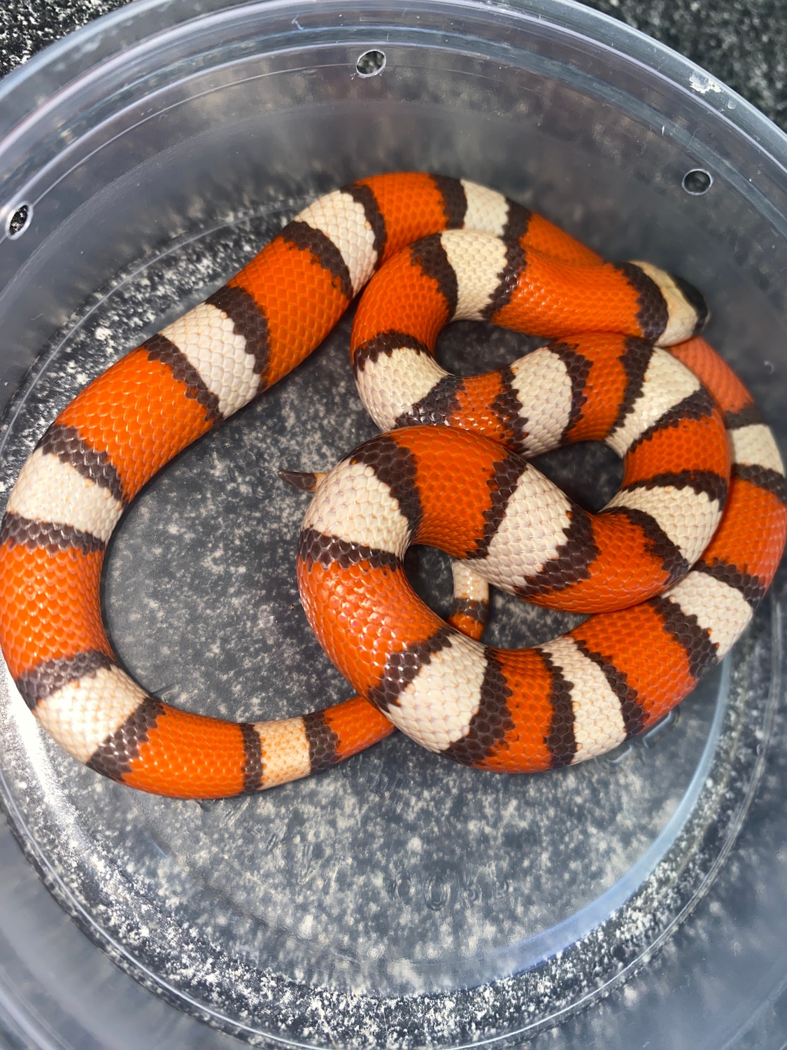 Hypo Tri-color Honduran Milks Honduran Milk Snake by Major league ...