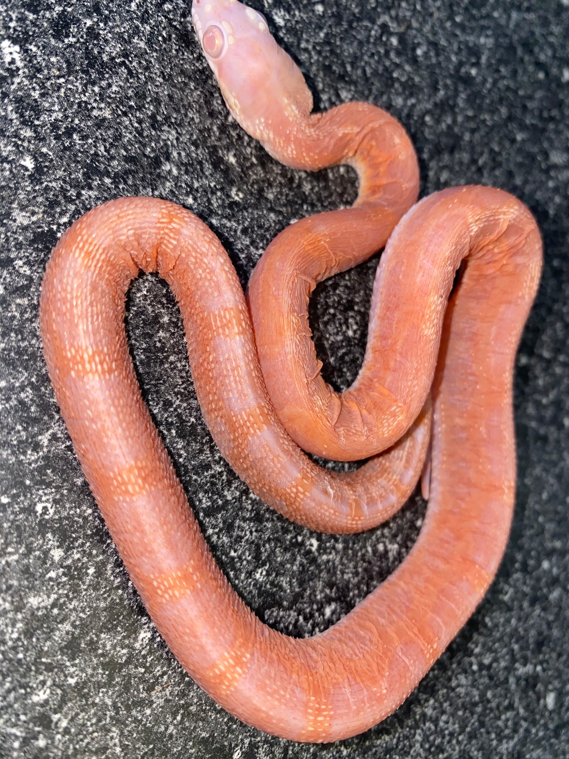 Scaleless Lavender Albino Other Rat Snake by Major league exotic pets ...