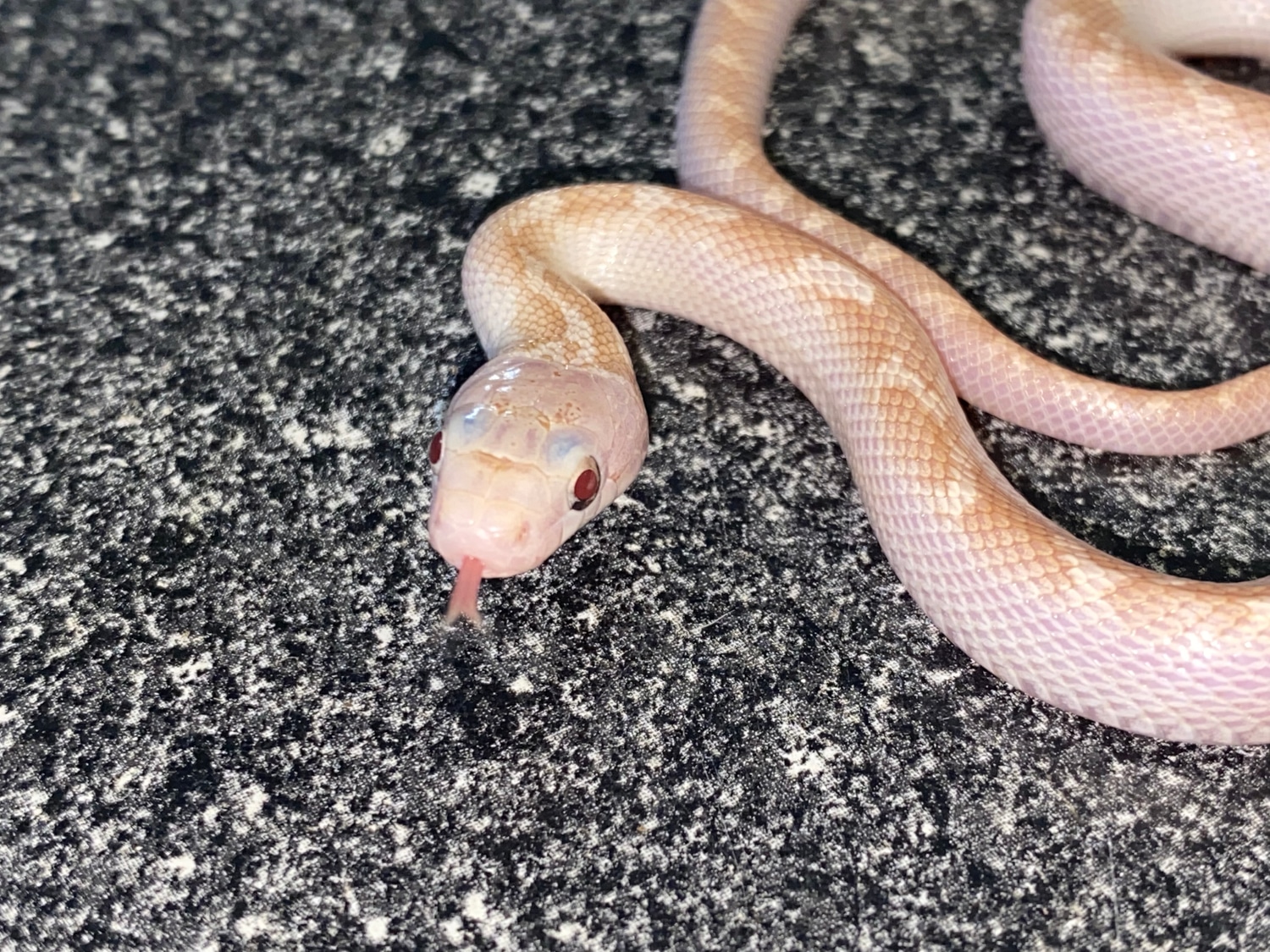Albino White Sided Other Rat Snake by Major league exotic pets ...