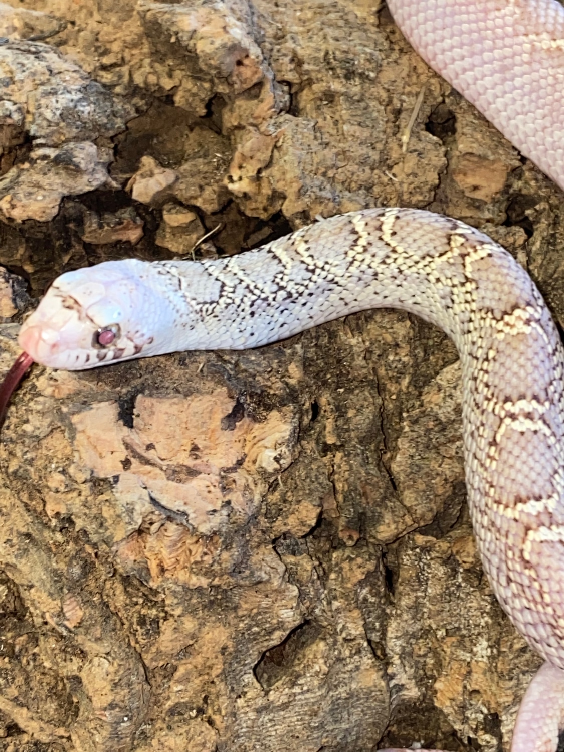 Hypo Stillwater White Sided Bullsnake by Major league exotic pets ...
