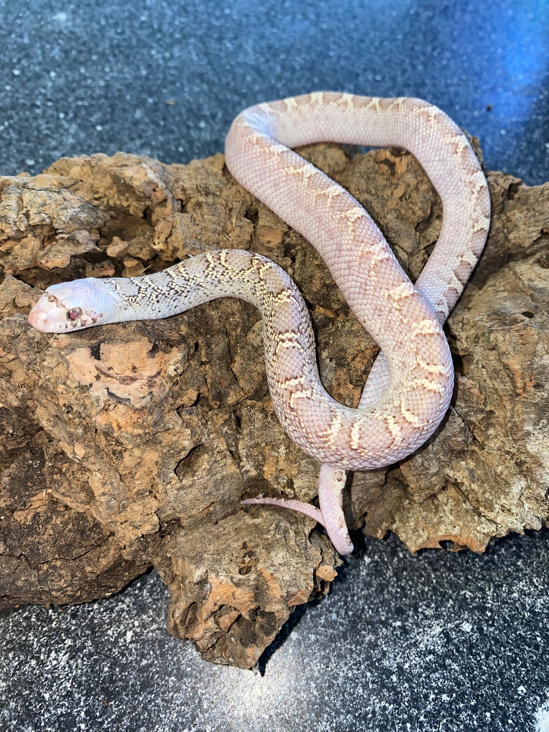 Hypo Stillwater White Sided Bullsnake by Major league exotic pets ...