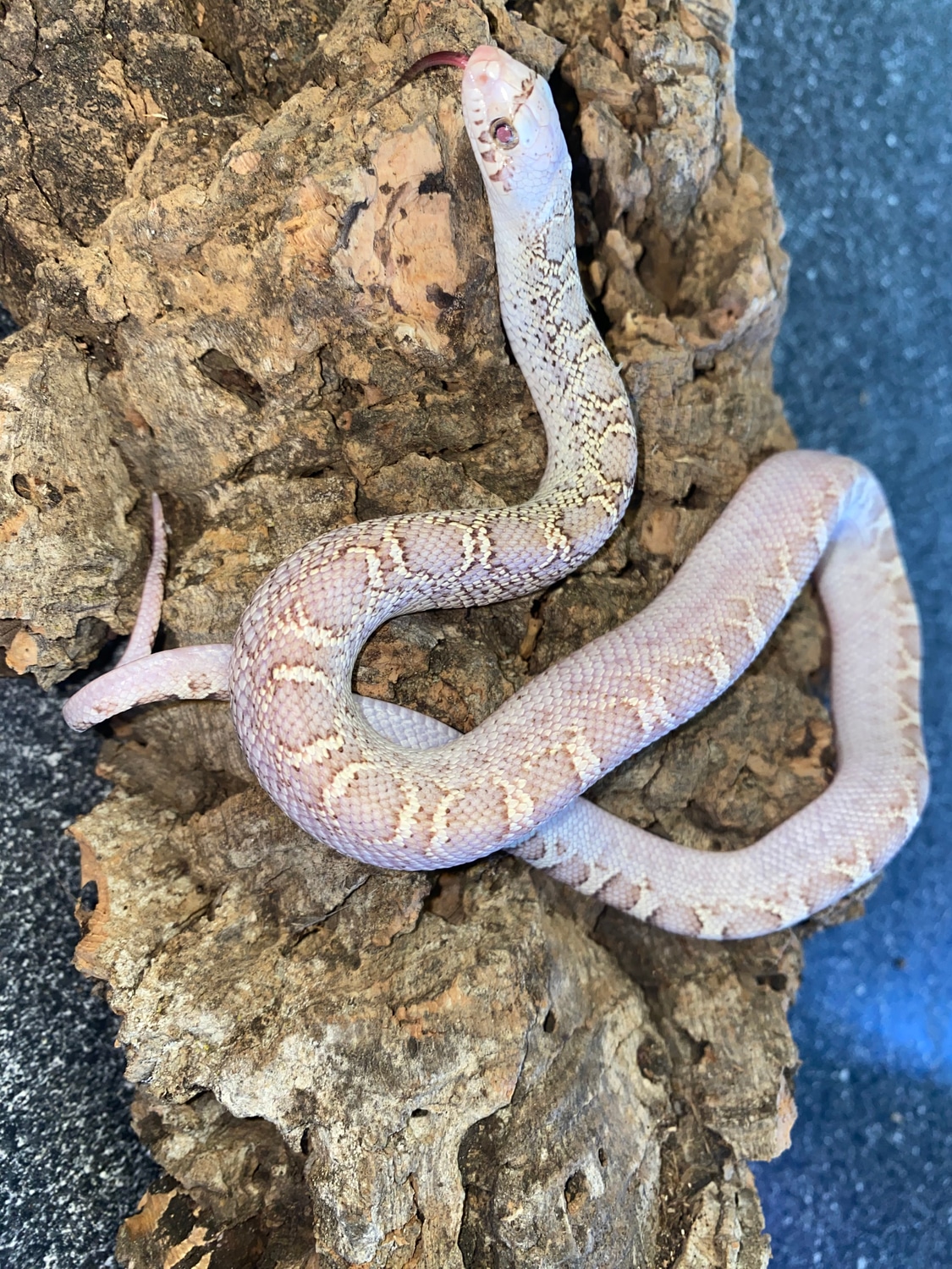 Hypo Stillwater White Sided Bullsnake by Major league exotic pets ...