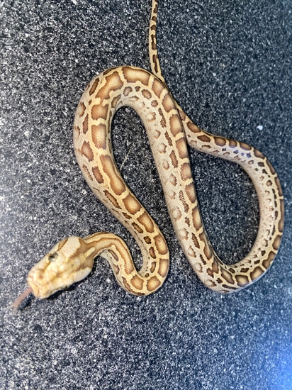 Hypo Burmese Pythons by Major league exotic pets