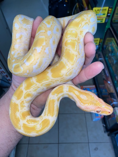 Albino Burmese Python by Major league exotic pets