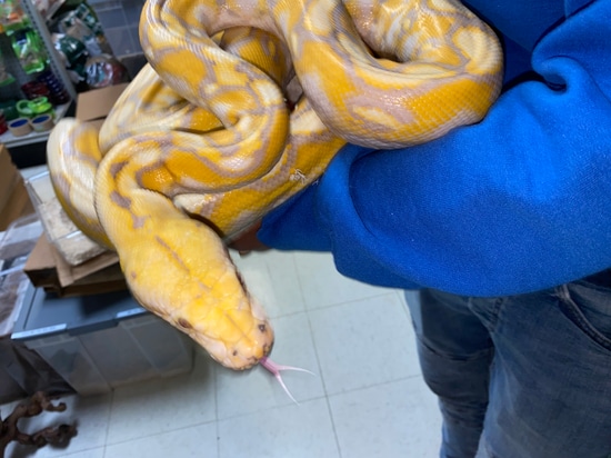 Lavender Albino Sunfire Tiger Reticulated Python by Major league exotic ...