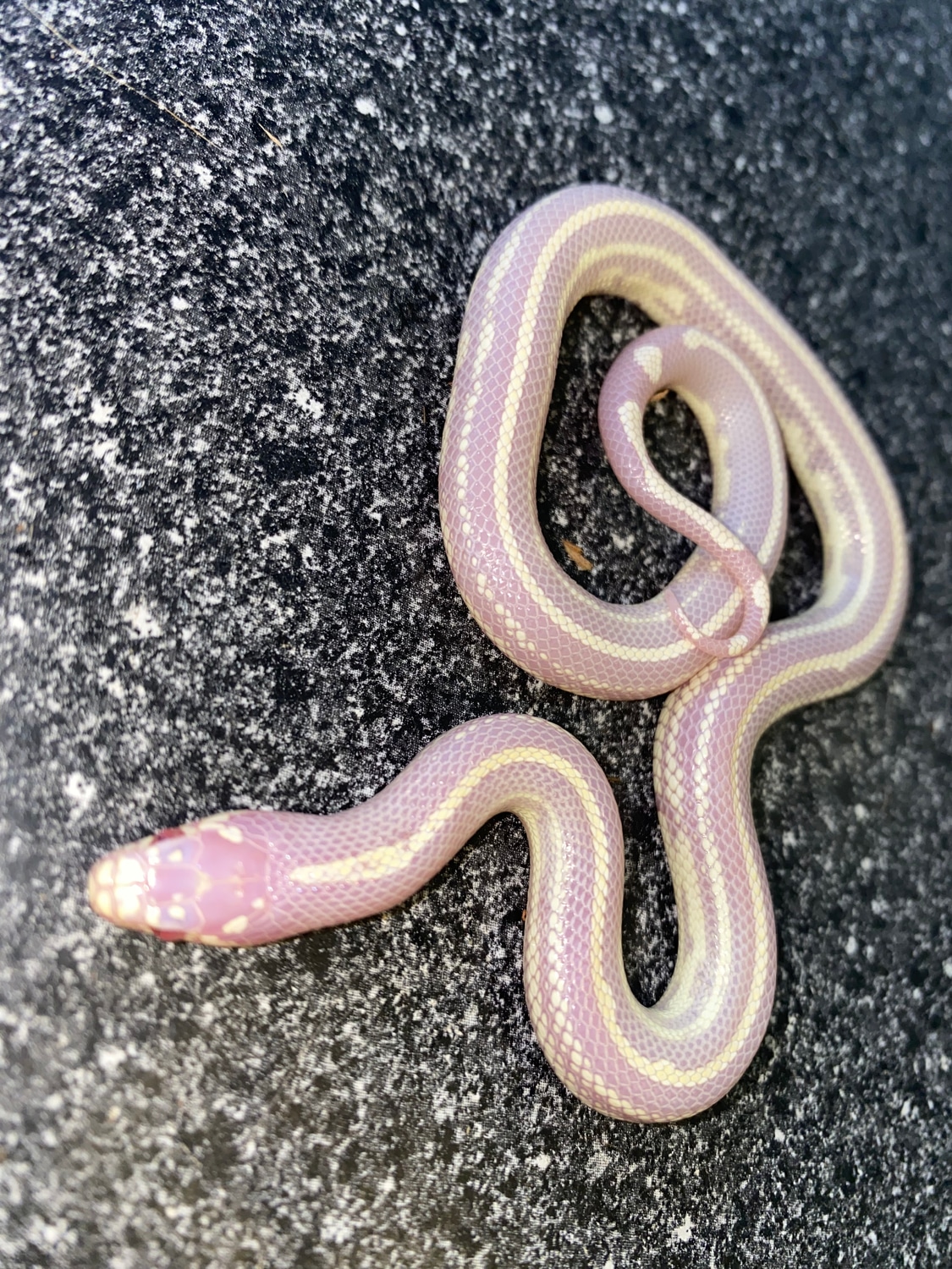 Albino Striped Kings California Kingsnake by Major league exotic pets ...