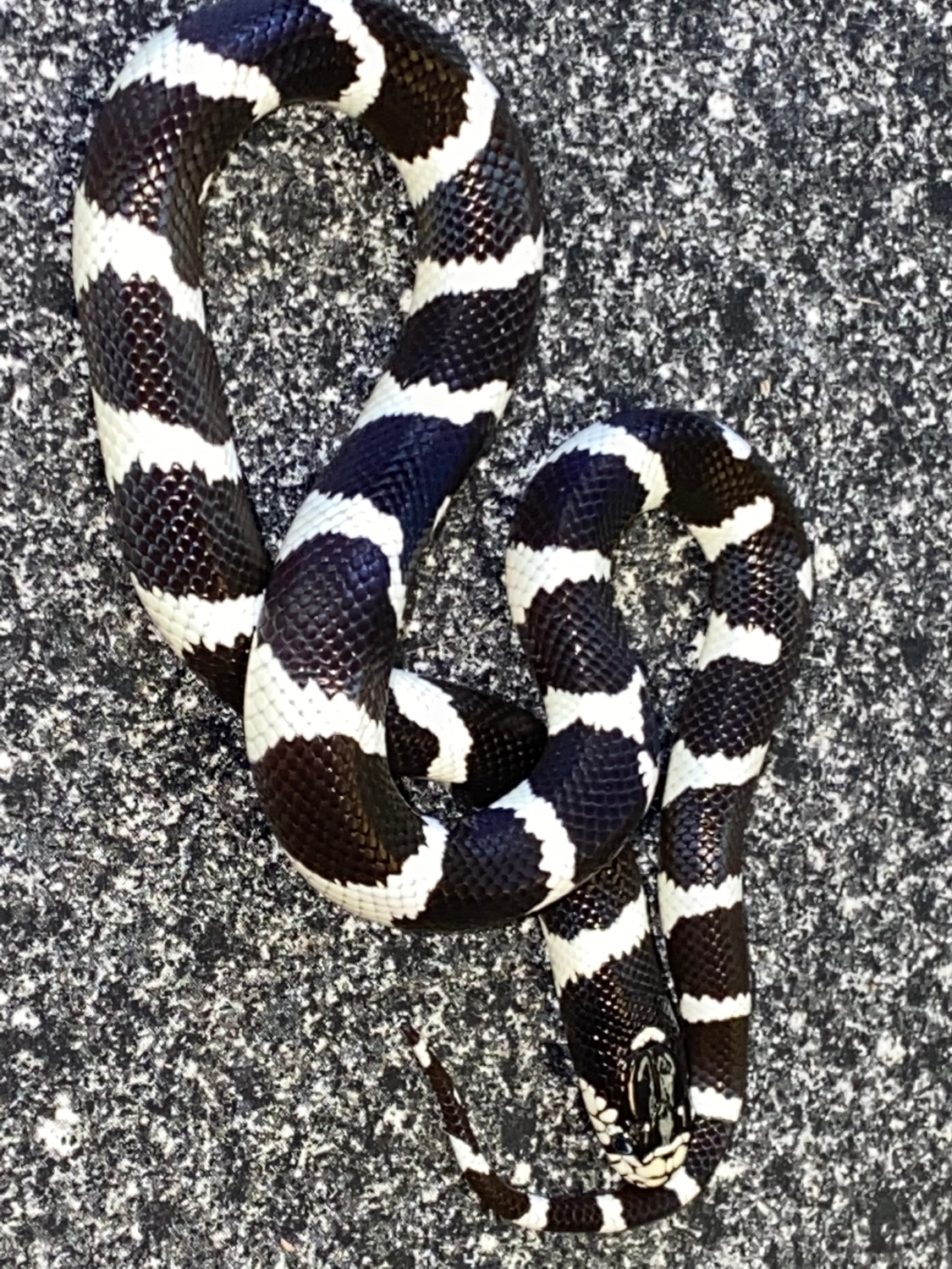 Desert Phase Banded Kings California Kingsnake by Major league exotic ...