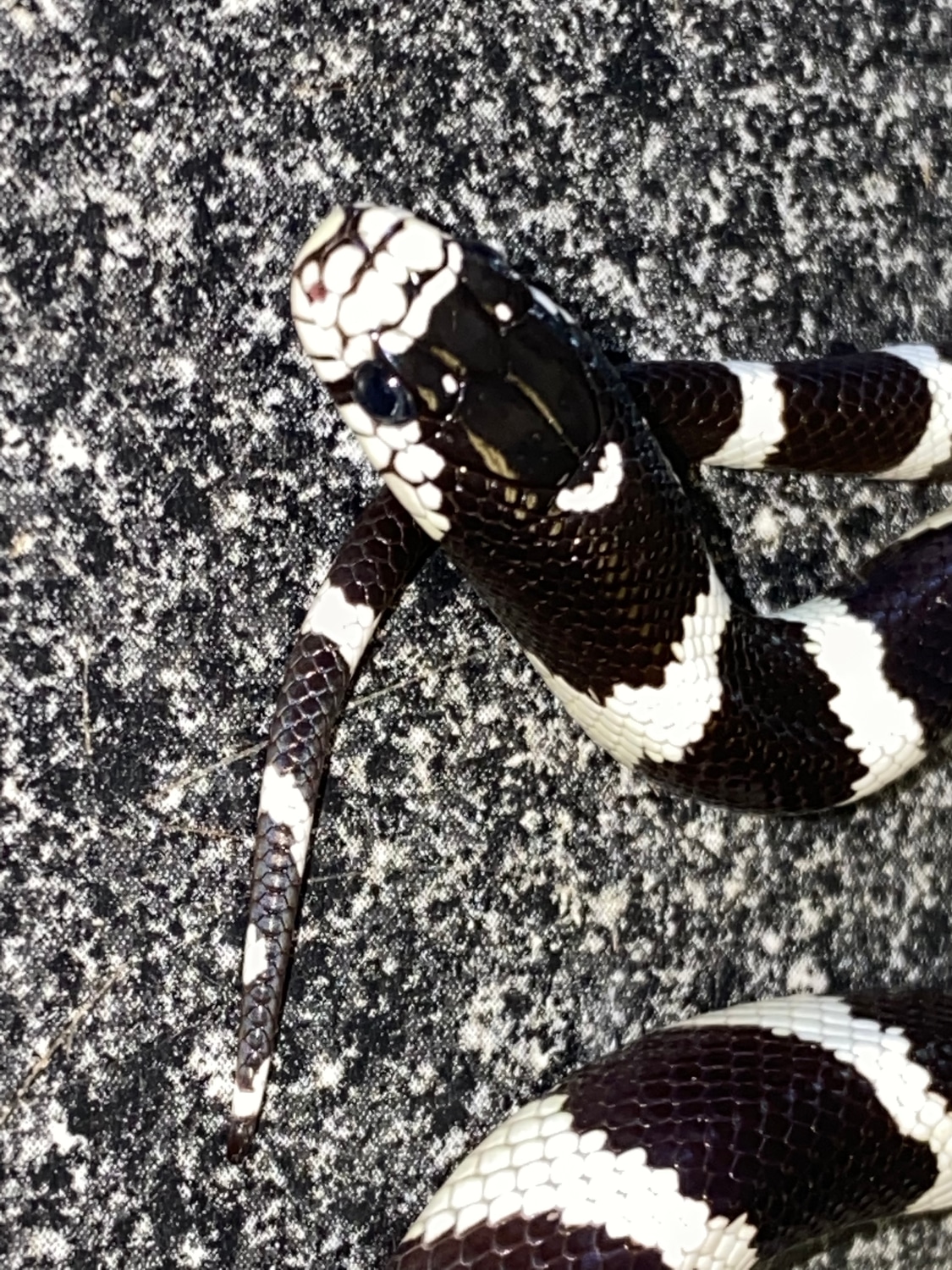 Desert Phase Banded Kings California Kingsnake by Major league exotic ...