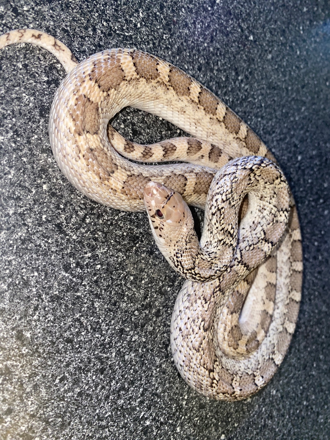 Ballum Axanthic White Sided Bullsnake by Major league exotic pets ...