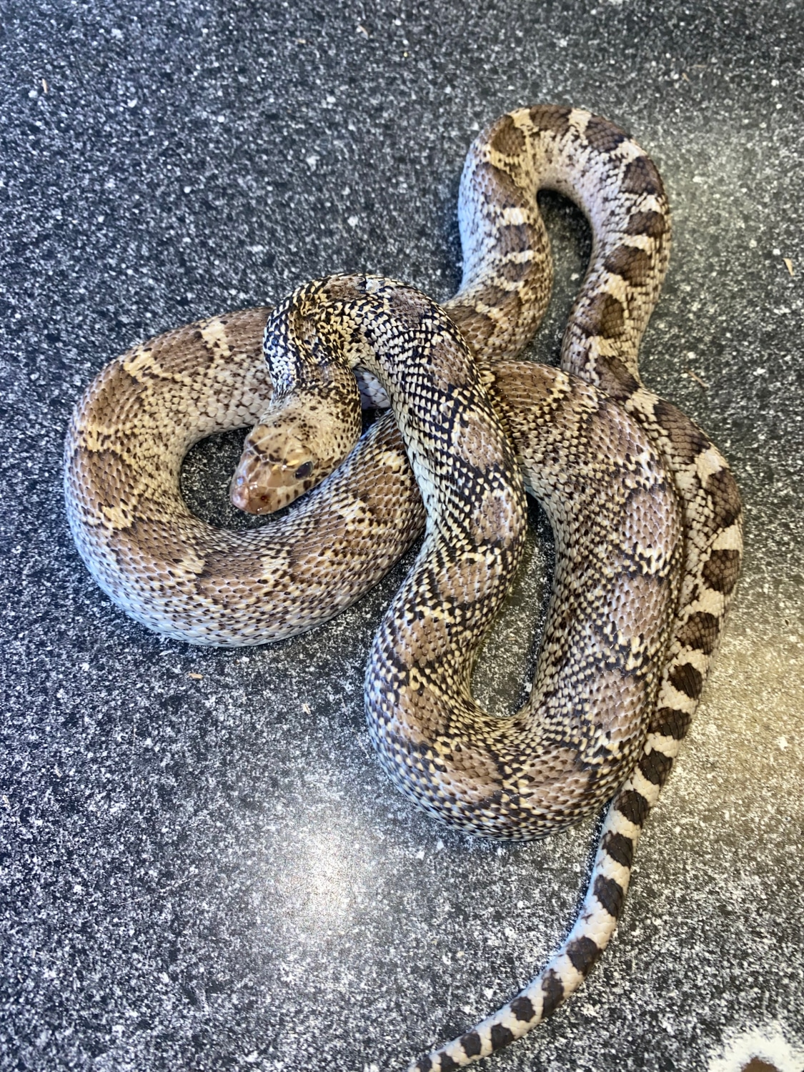 Red Stillwater White Sided Bullsnake by Major league exotic pets ...