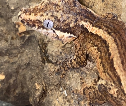 Striped Gargoyles Gargoyle Gecko by Major league exotic pets - MorphMarket