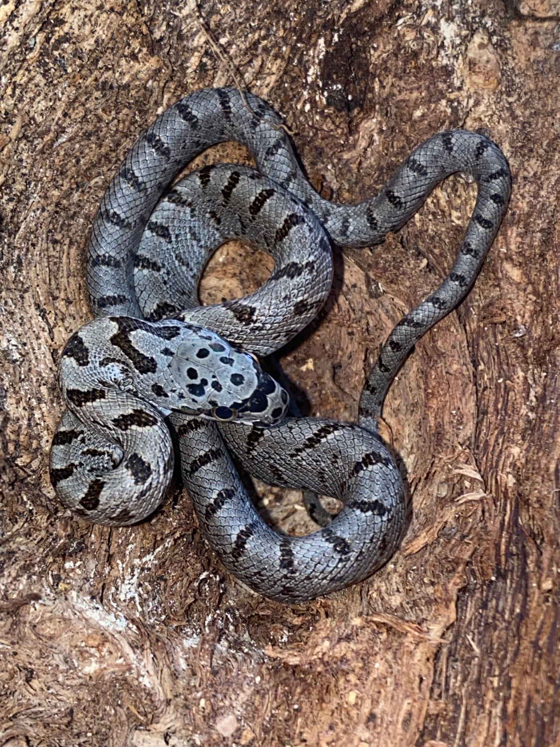 Mexican Baird's Rat Snake by Major league exotic pets - MorphMarket