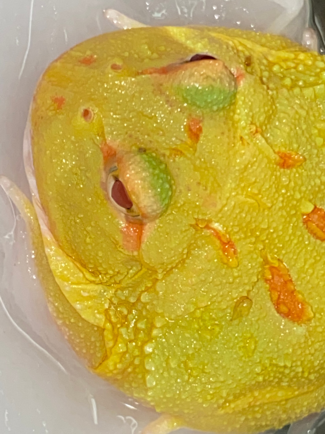 Pikachu Pacman Frogs by Major league exotic pets - MorphMarket