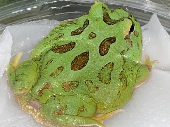 Peppermint Pacmans Pacman Frog by Major league exotic pets