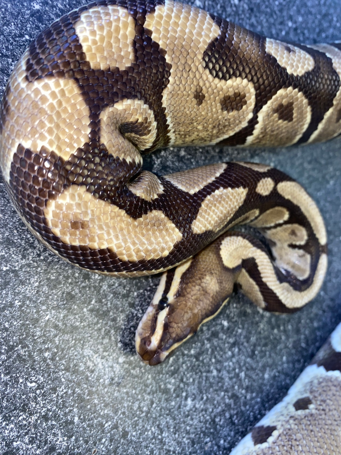 Sulfer 100 Percent Het Vpi Axanthic Ball Python by Major league exotic ...