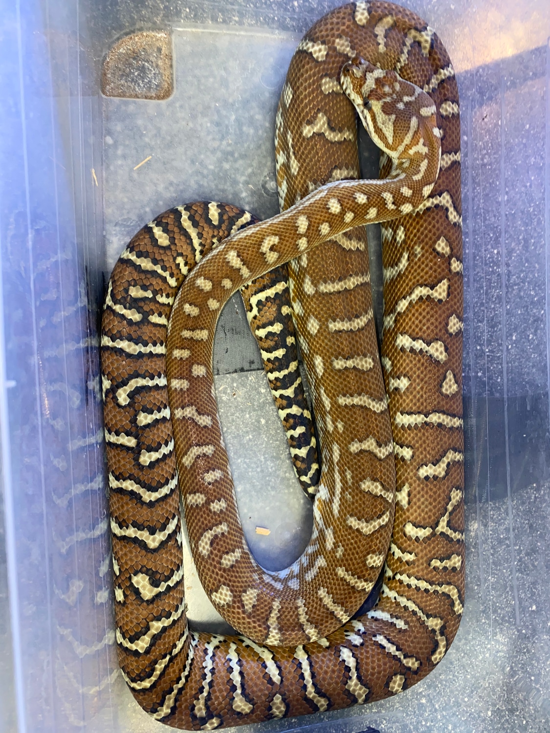 Super High Color Centralian Carpet Python by Major league exotic pets ...