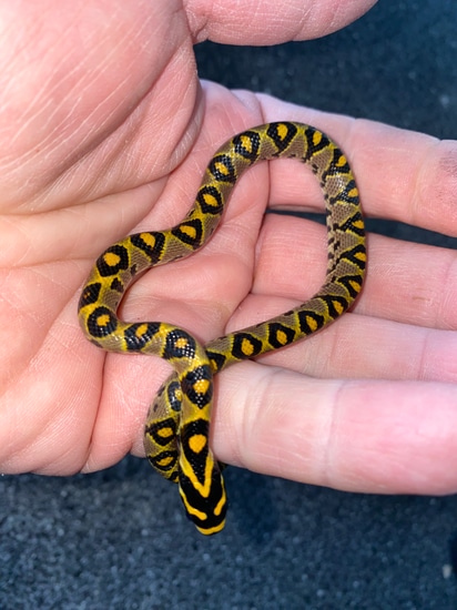 Sichuan Locale Mandarin Mandarin Rat Snake by Major league exotic pets
