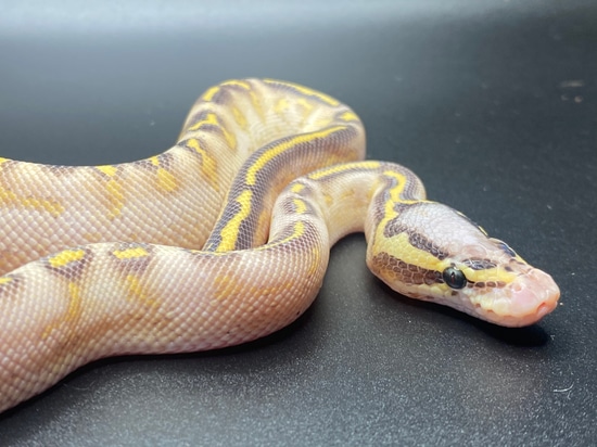 Pastel Highway Ball Python by Major league exotic pets