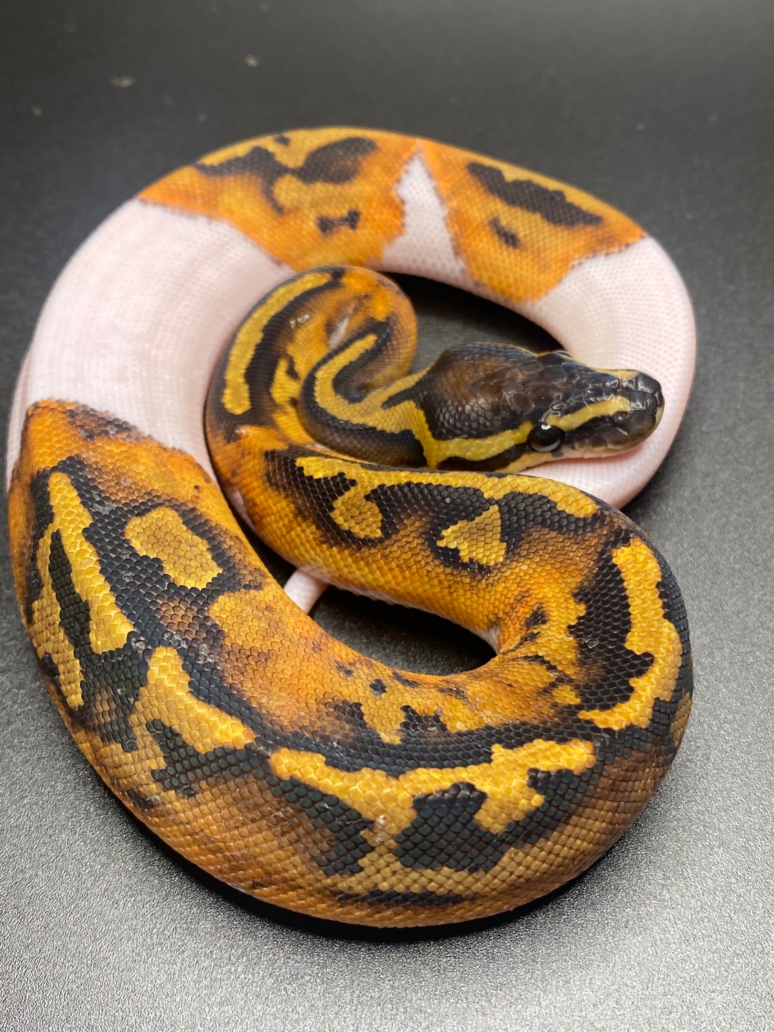Pied Ball Python by Major league exotic pets - MorphMarket