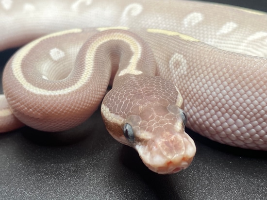 Mystic Potion Ball Python by Major league exotic pets