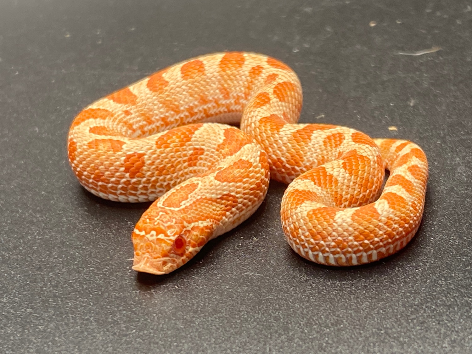 Extreme Red Albino Anaconda Western Hognose by Major league exotic pets ...