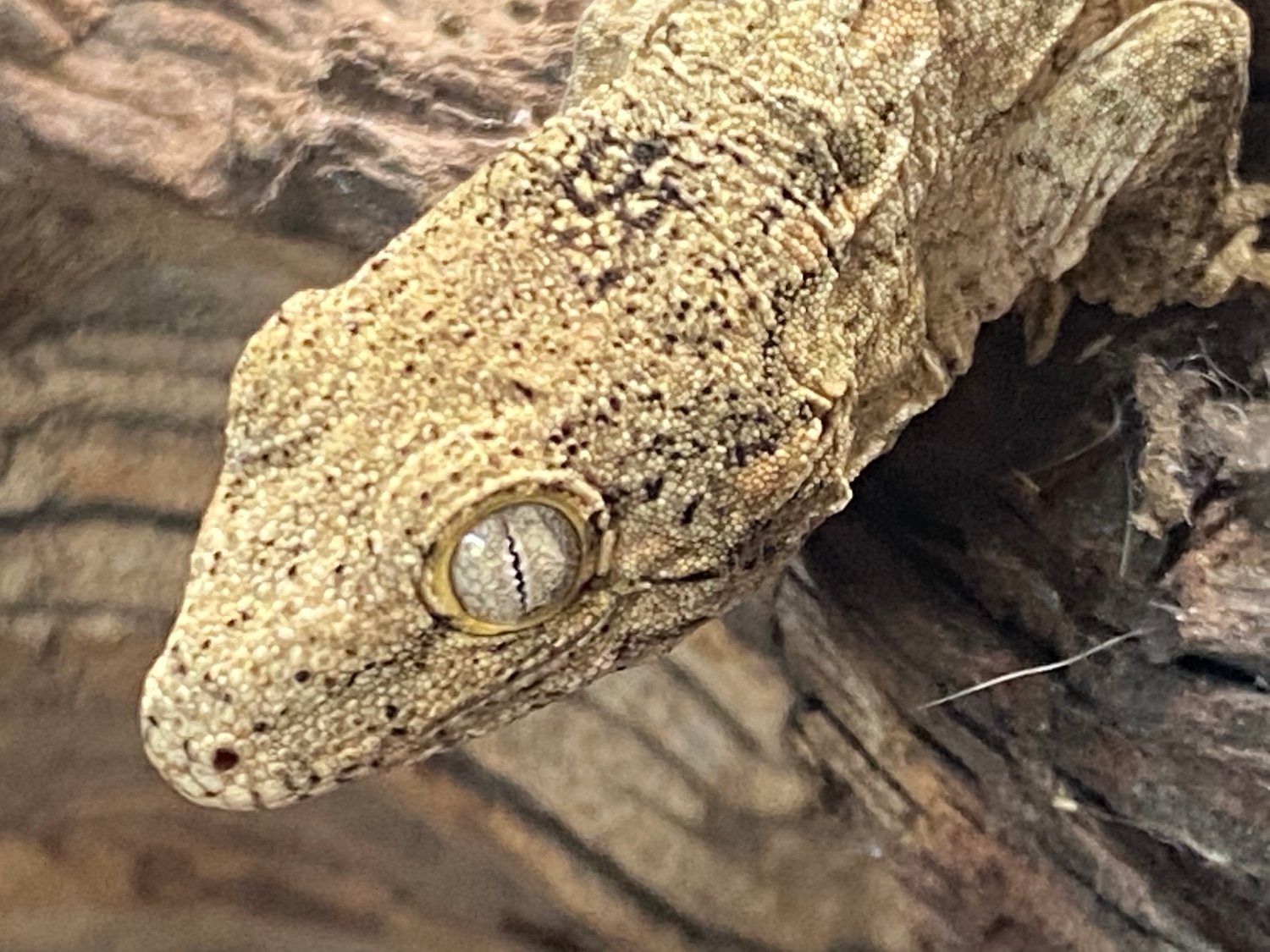 High Color Gt Cross Leachianus Gecko by Major league exotic pets ...