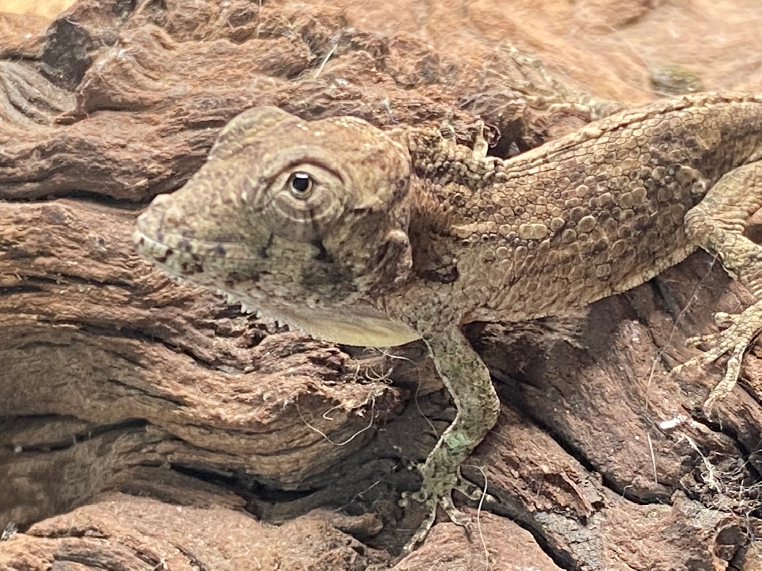 Cuban False Chameleon More Lizard by Major league exotic pets - MorphMarket