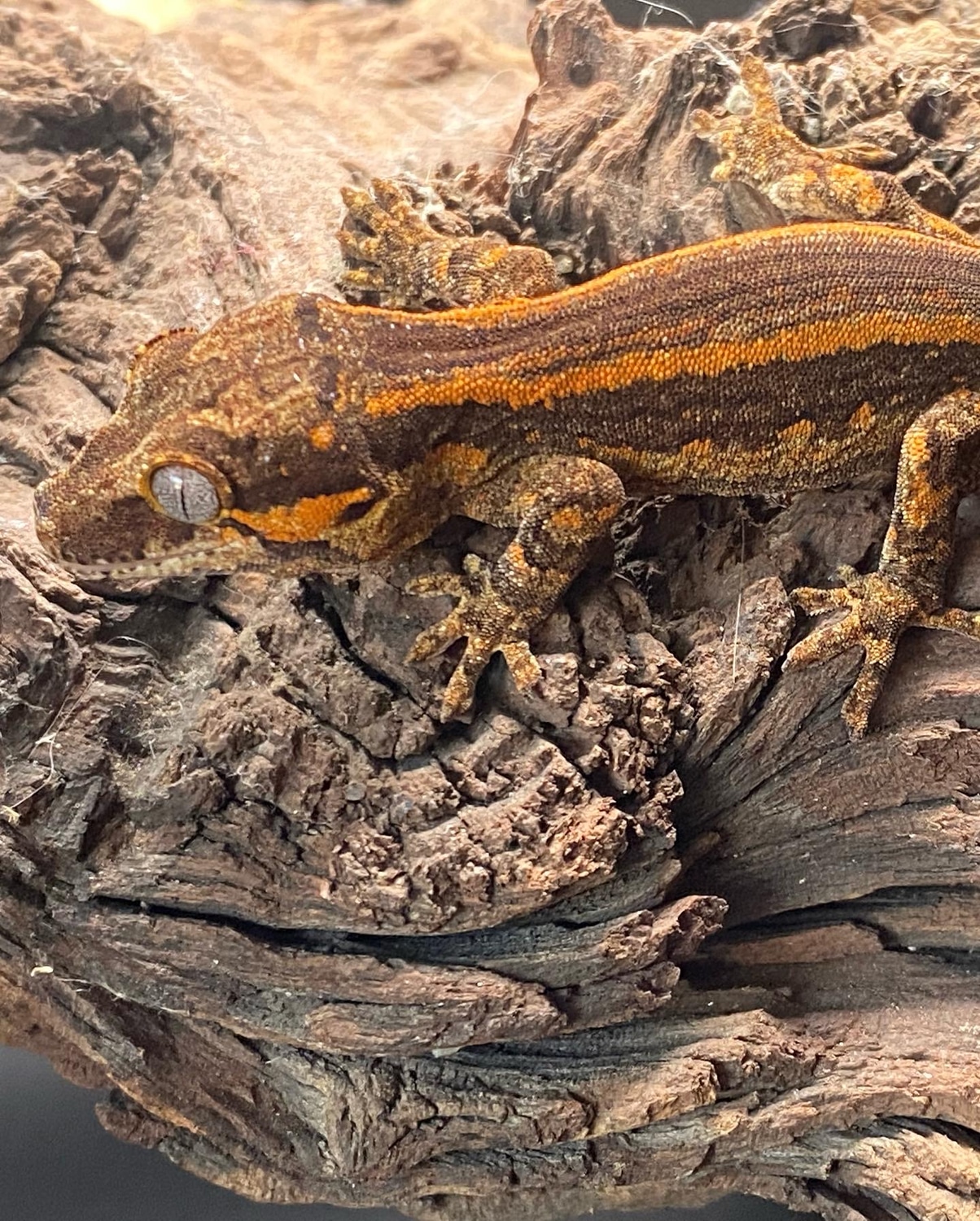 Deadpool Line Red Striped Gargoyle Gecko by Major league exotic pets ...