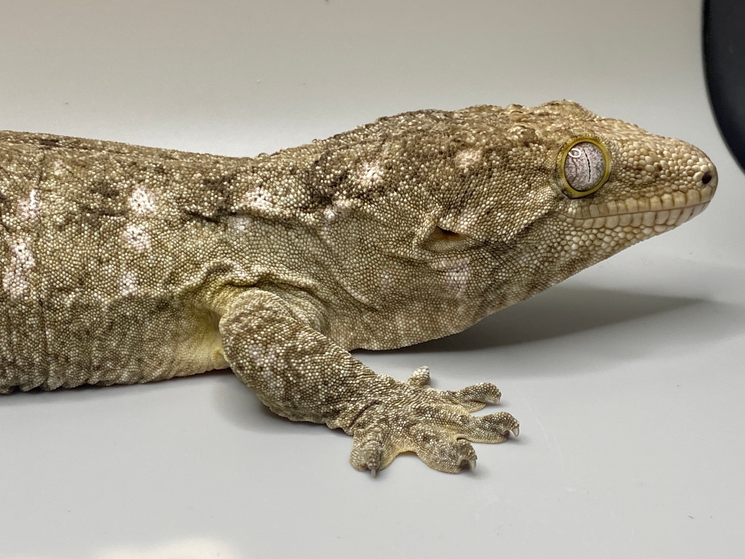 Pine Island Leachianus Gecko by Major league exotic pets - MorphMarket