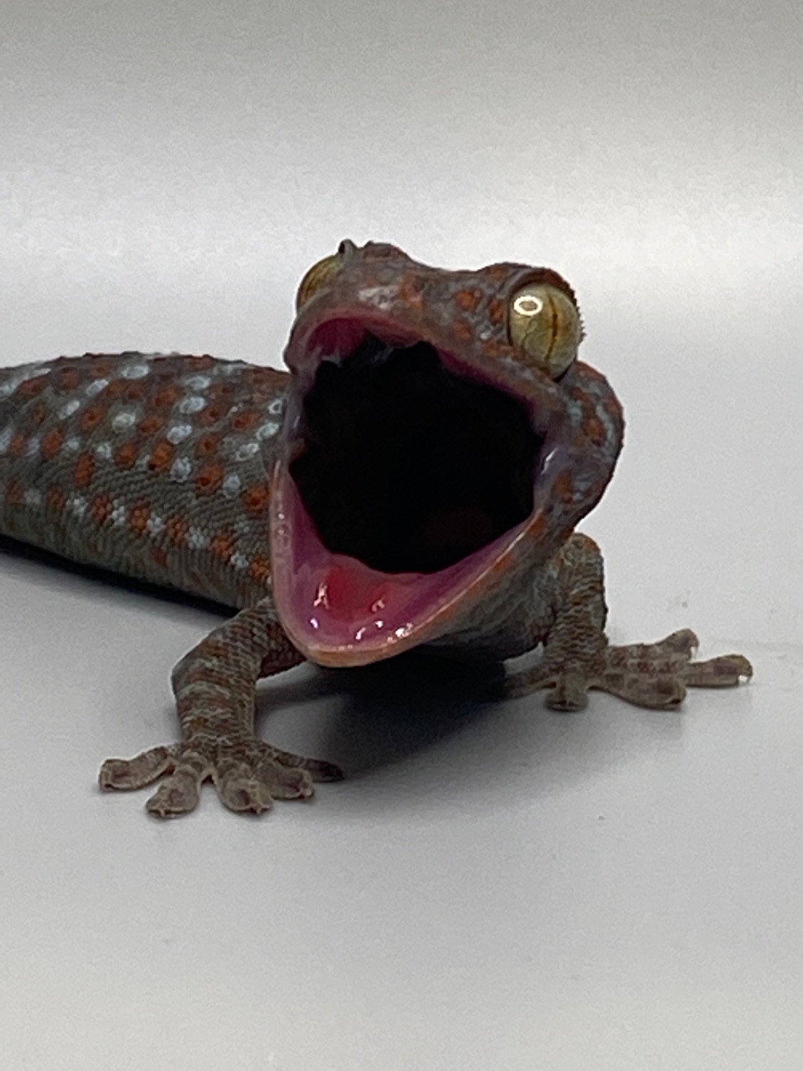 Juvie Captive Bred Tokay Gecko by Major league exotic pets - MorphMarket