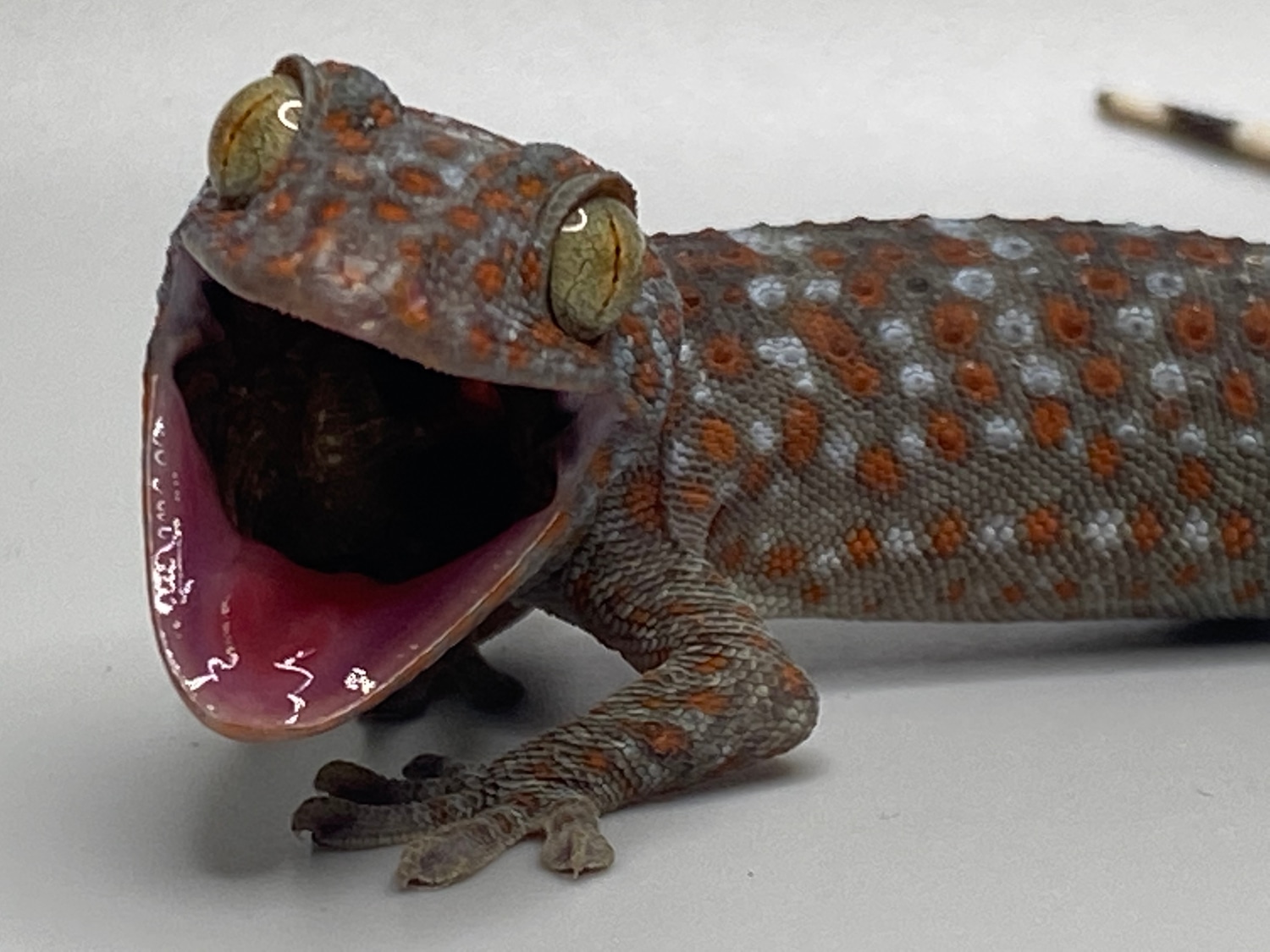 Juvie Captive Bred Tokay Gecko by Major league exotic pets - MorphMarket